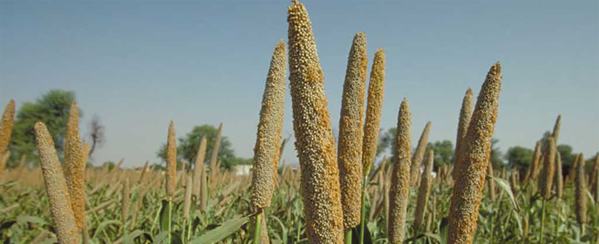 Sorghum Seeds, Millet Seeds & Pearl Millet in Canada | AERC